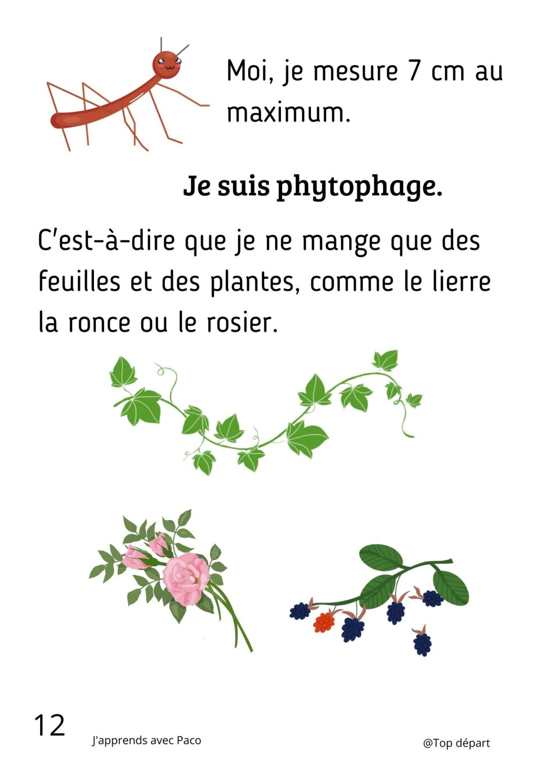 Le phasme - Fiches d'activité