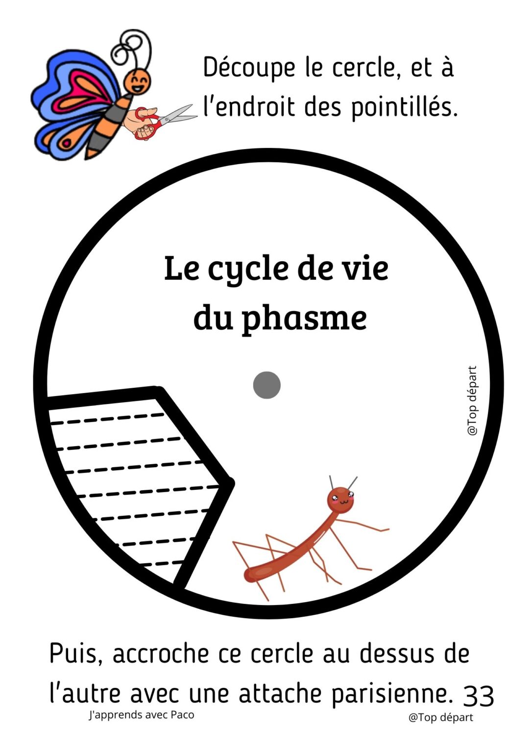 Le phasme - Fiches d'activité