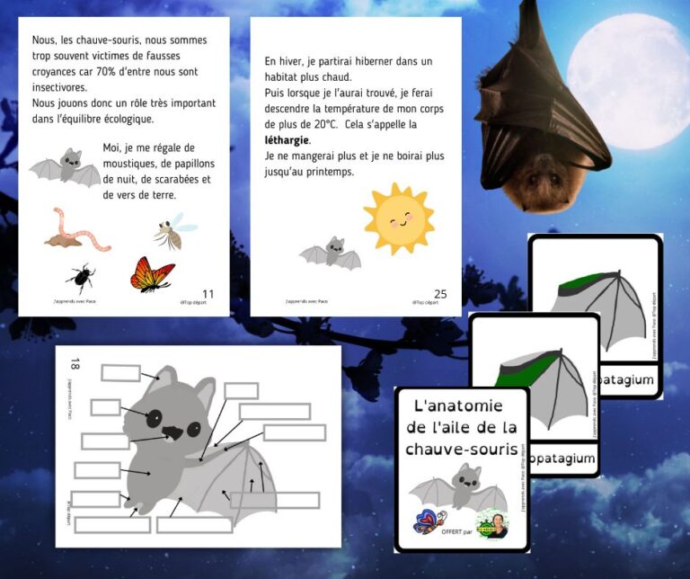 La Chauve-Souris + Cartes d'Anatomie