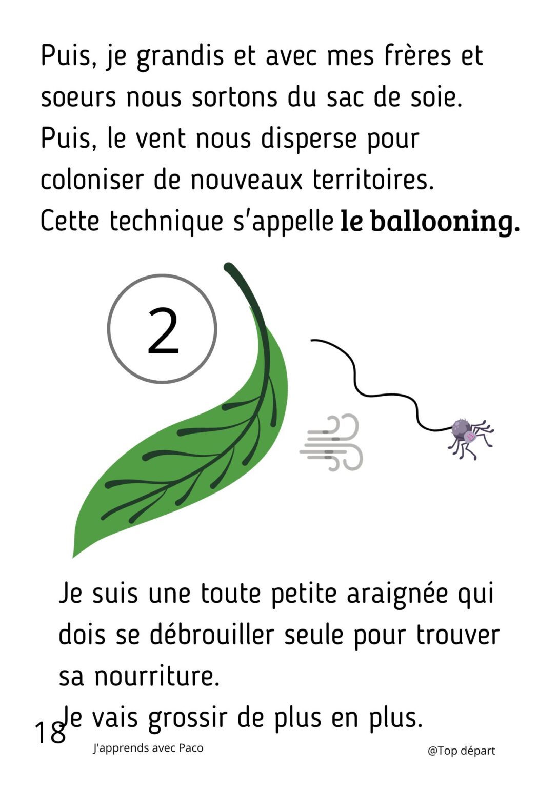 L'araignée - Fiches d'Activité