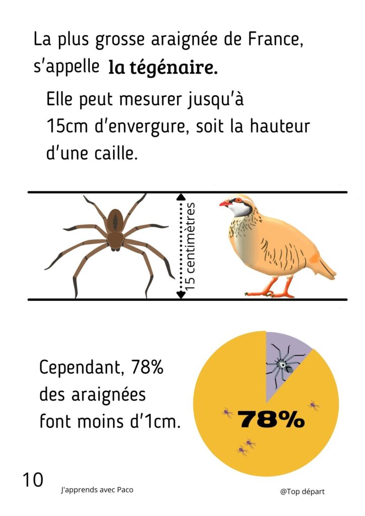 L'araignée - Fiches d'Activité