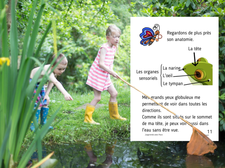 La grenouille - Fiches d'activité