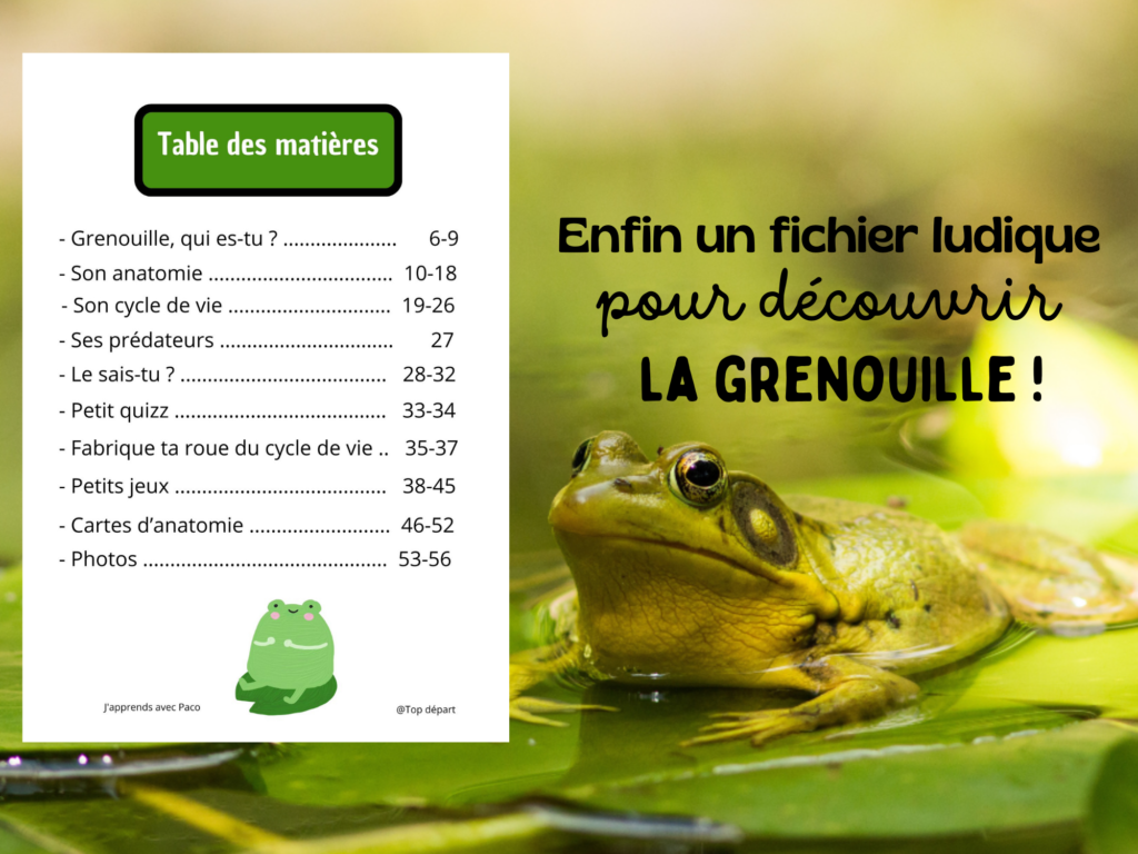 La grenouille - Fiches d'activité