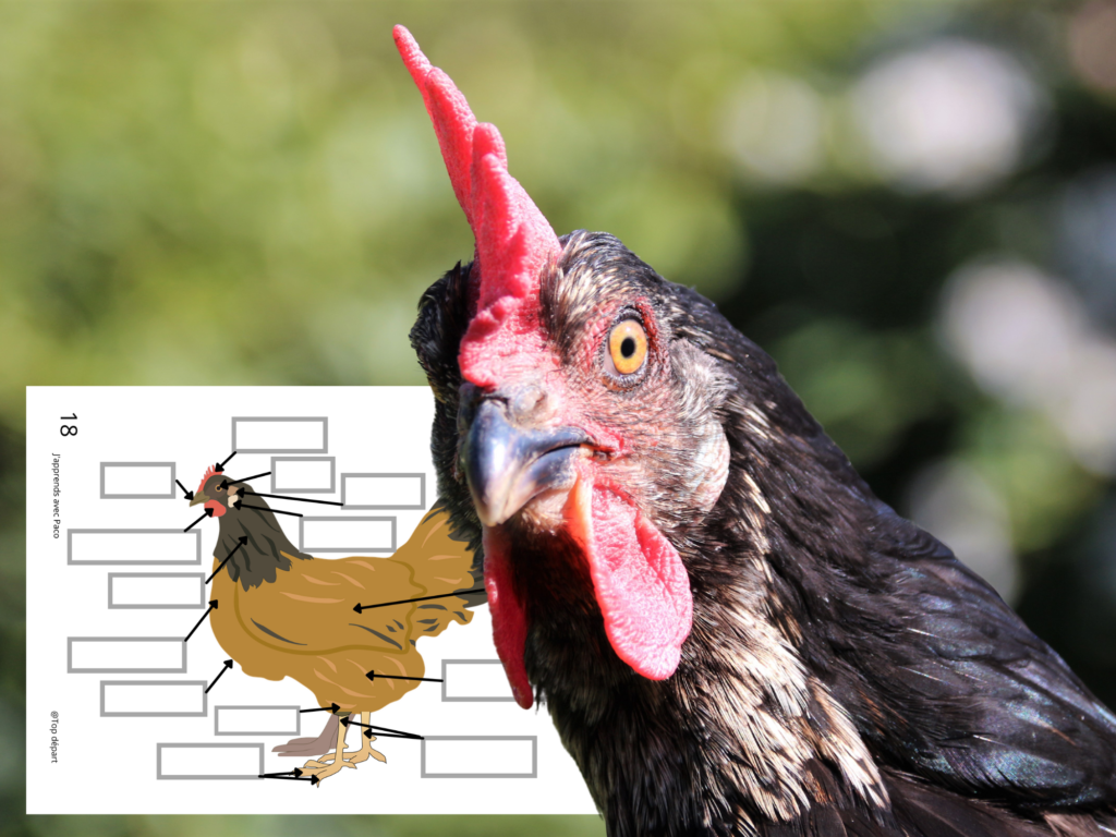 La poule - Fiches d'activité