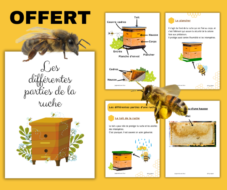 La ruche, ses différentes parties - Fiches d'activité