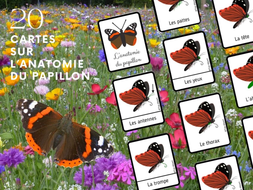Dossier Papillon : +60 p. d'Activités (GS, CP, CE1) à Imprimer