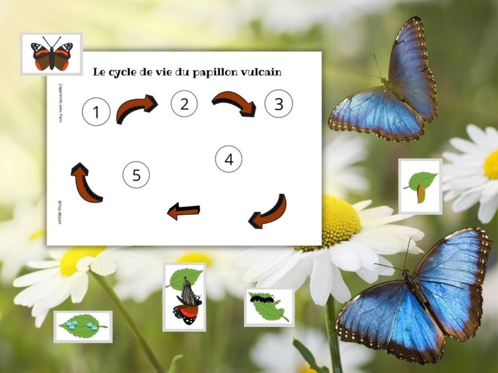 Dossier Papillon : +60 p. d'Activités (GS, CP, CE1) à Imprimer