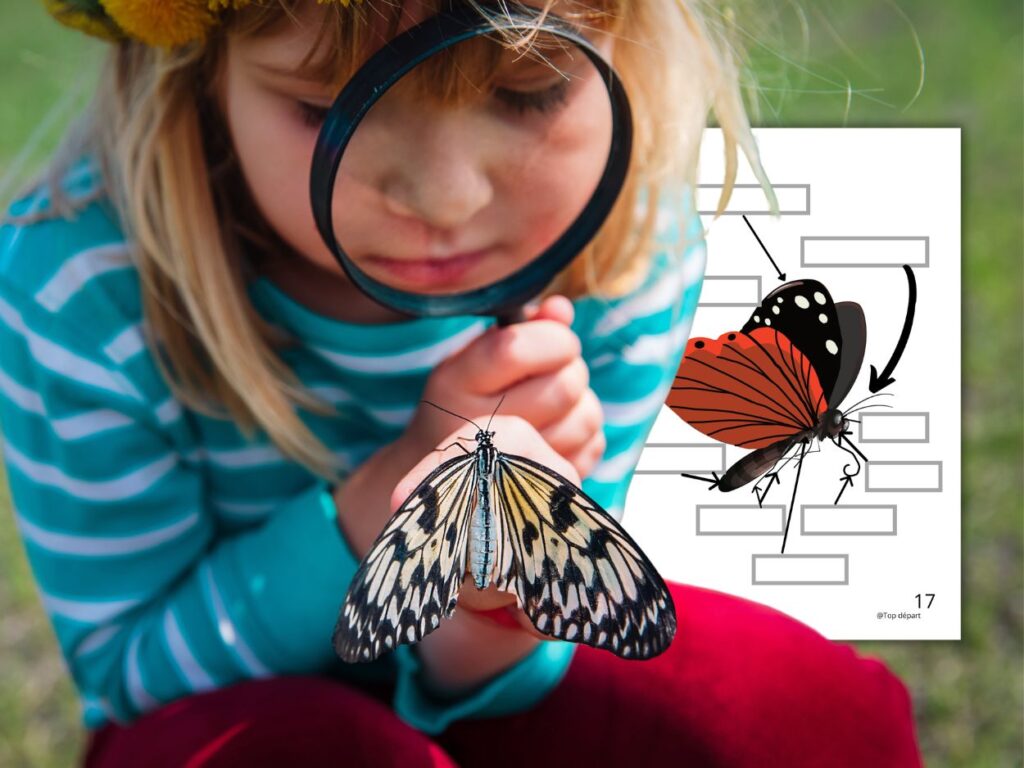 Dossier Papillon : +60 p. d'Activités (GS, CP, CE1) à Imprimer