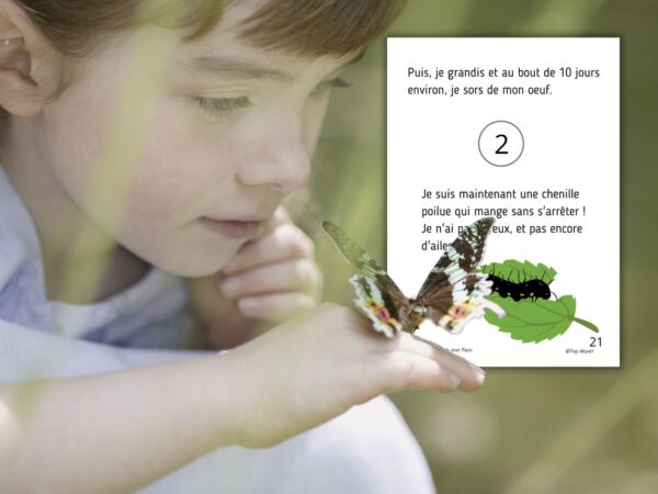 Dossier Papillon : +60 p. d'Activités (GS, CP, CE1) à Imprimer