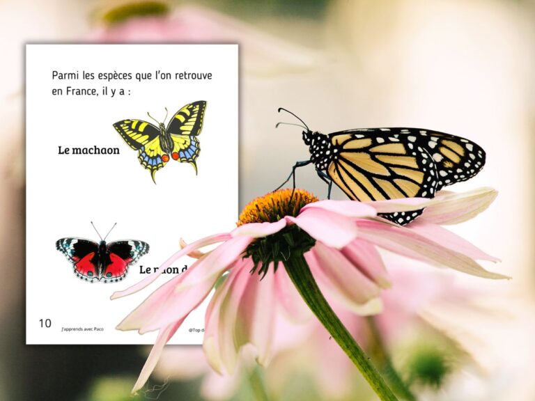 Dossier Papillon : +60 p. d'Activités (GS, CP, CE1) à Imprimer